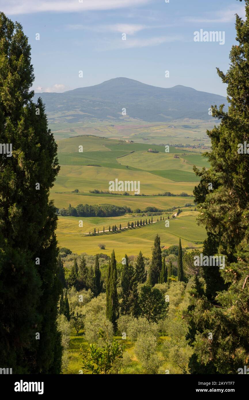 View of the Val d'Orcia near Pienza with Italian cypress trees ...