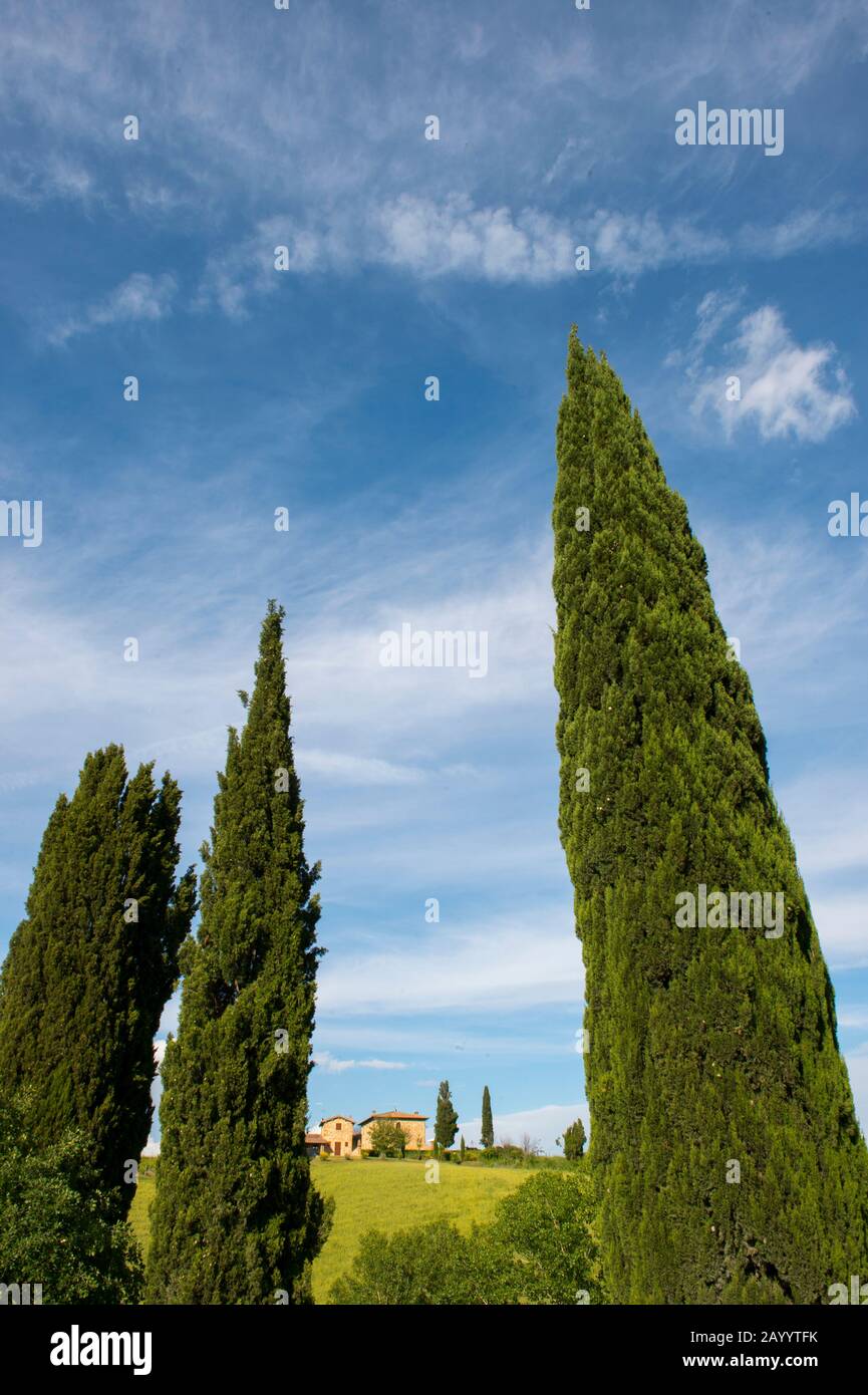 Landscape with Italian cypress trees (Cupressus sempervirens) in the ...