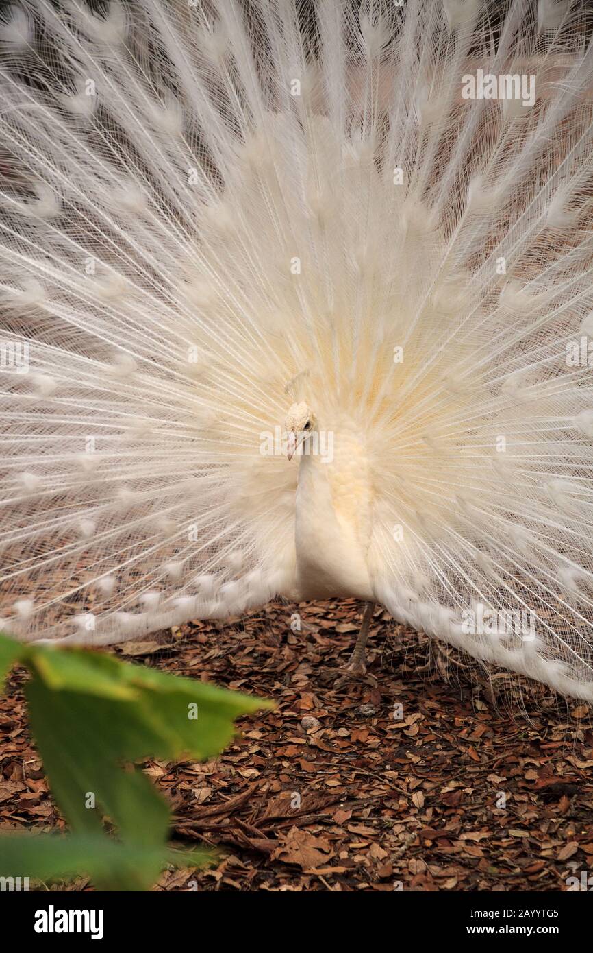 Pavo cristatus mutations hi-res stock photography and images - Alamy