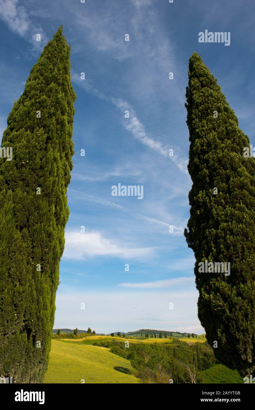 Italian cypress trees cupressus sempervirens hi-res stock photography ...