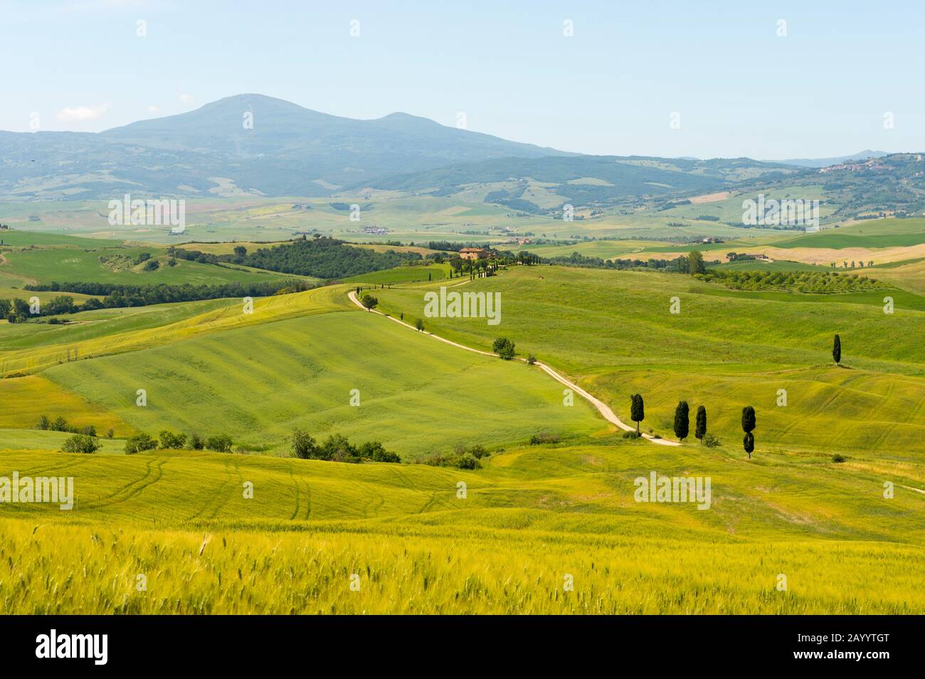 Landscape with Italian cypress trees (Cupressus sempervirens) and road ...