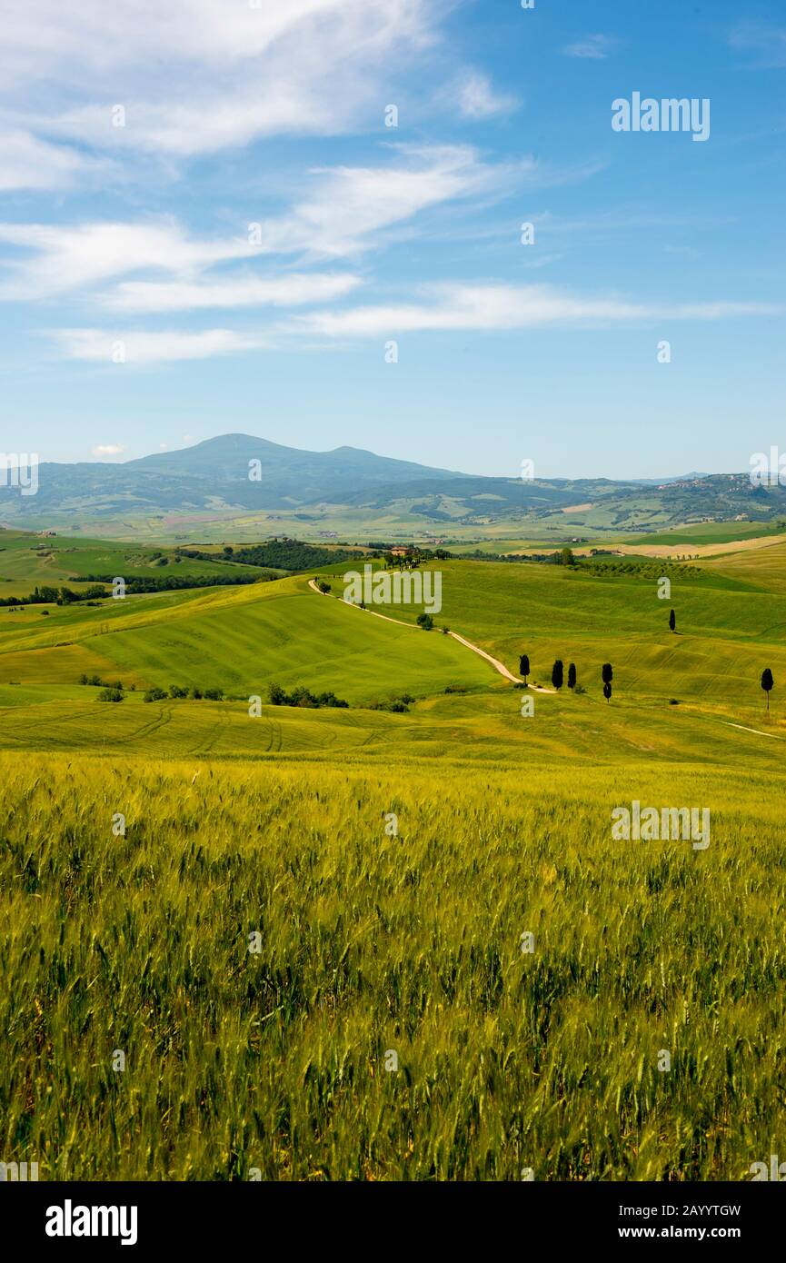 Landscape with Italian cypress trees (Cupressus sempervirens) and road ...