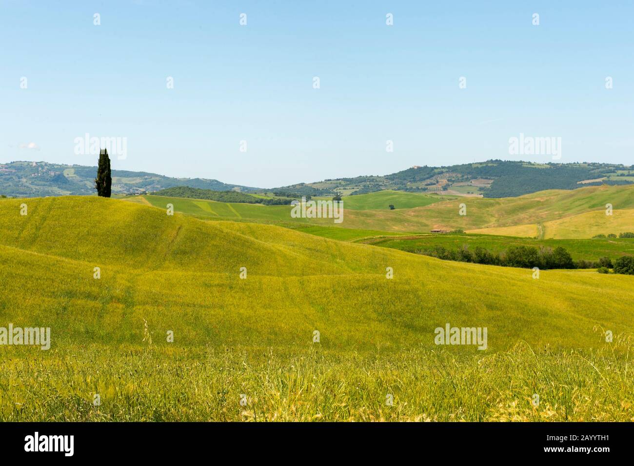Italian cypress tree hi-res stock photography and images - Alamy
