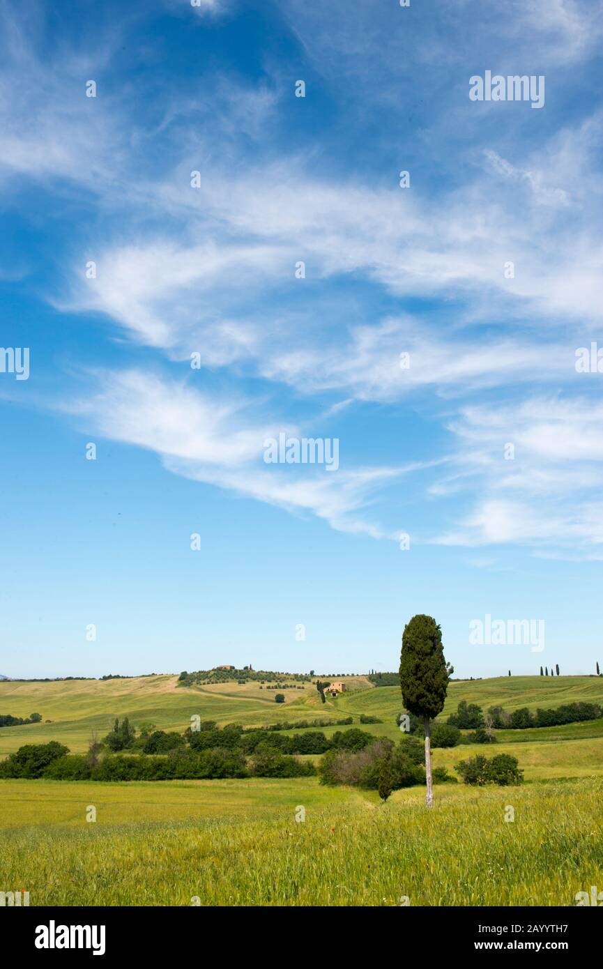 Landscape with Italian cypress trees (Cupressus sempervirens) in the ...