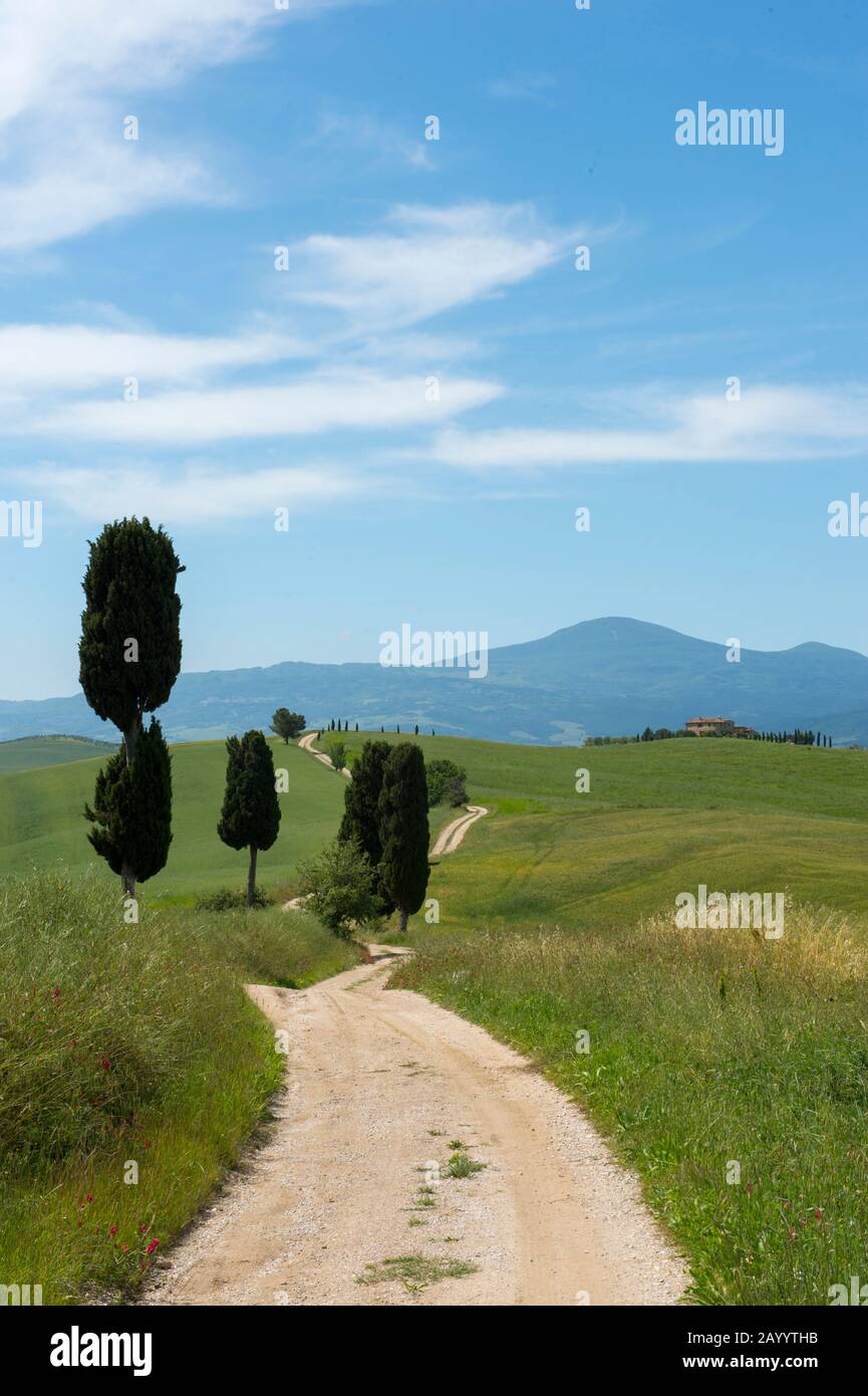 Tuscany cypress tree road hi-res stock photography and images - Alamy