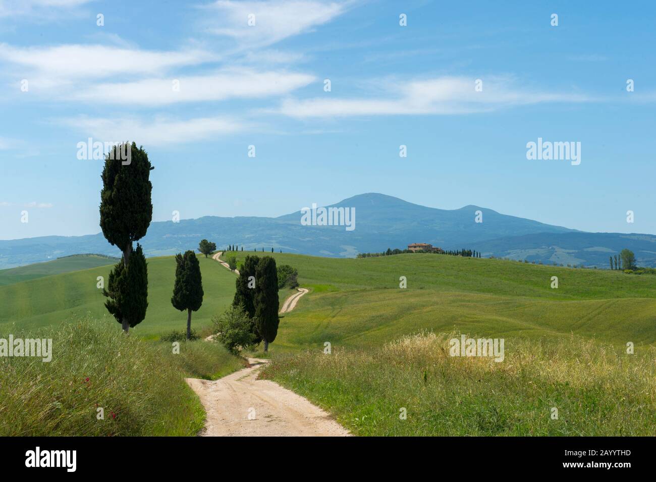 Tuscany cypress tree road hi-res stock photography and images - Alamy