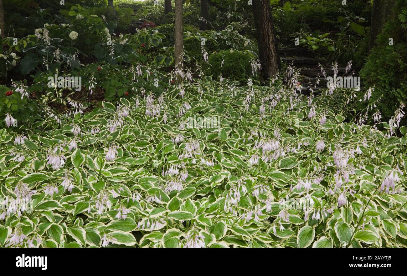Flowering Hostas High Resolution Stock Photography and Images - Alamy