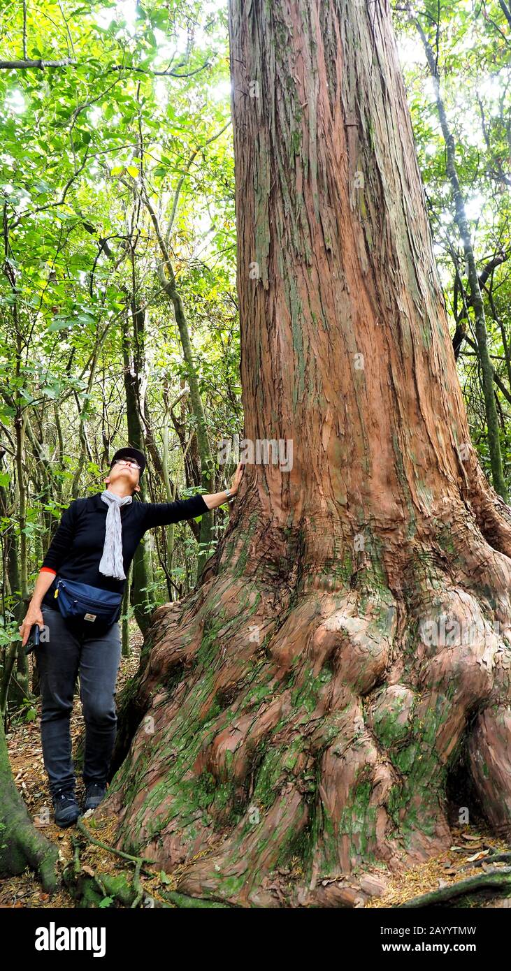 Puhi puhi scenic reserve walk hi-res stock photography and images - Alamy