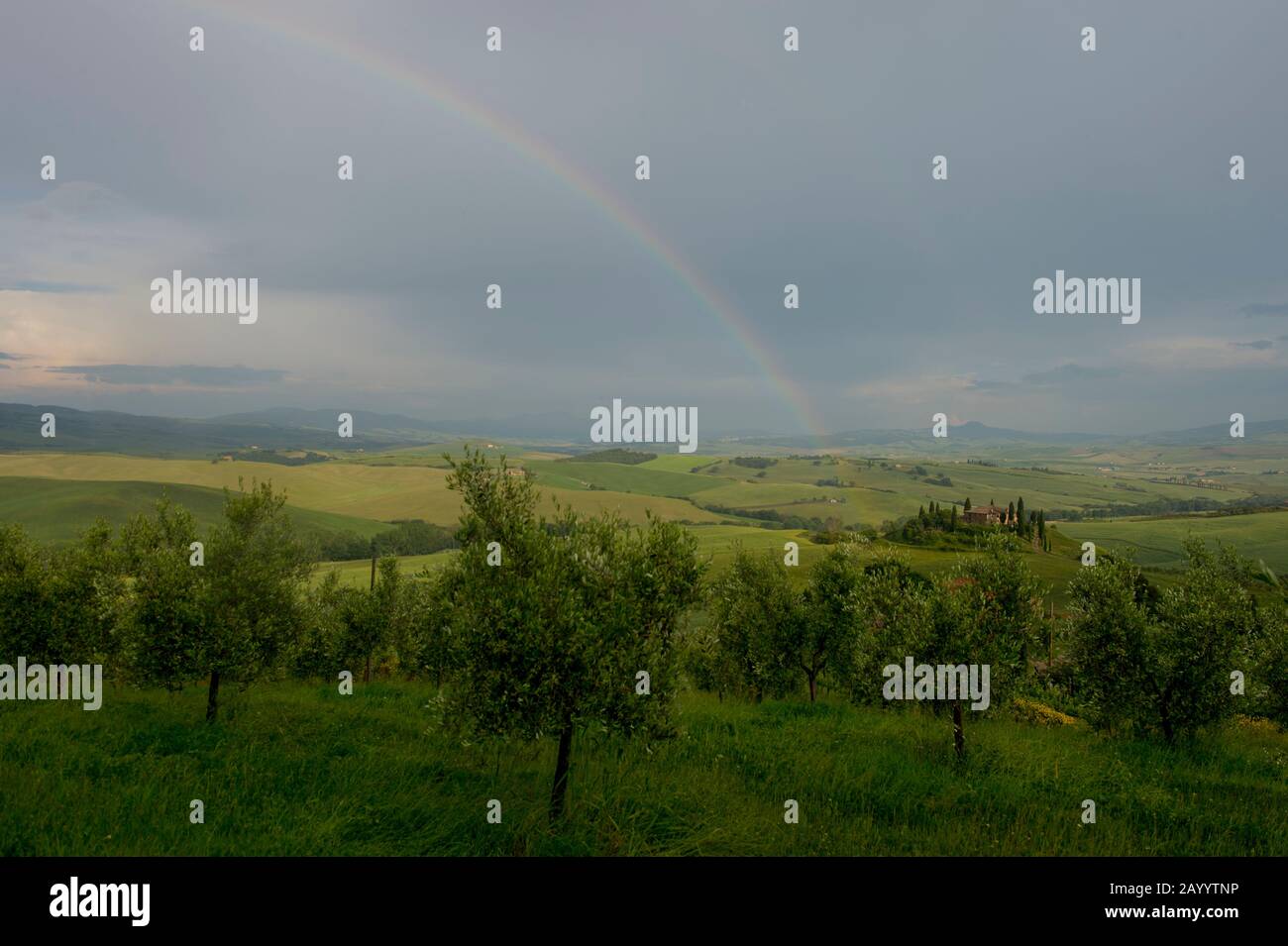Rainbow over olive trees and Belvedere House near San Quirico in the ...
