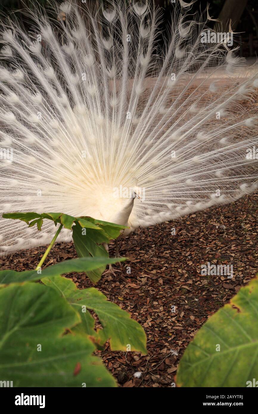 Pavo cristatus mutations hi-res stock photography and images - Alamy