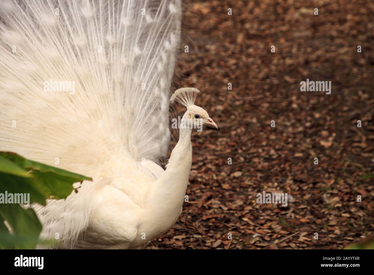 Pavo cristatus mutations hi-res stock photography and images - Alamy