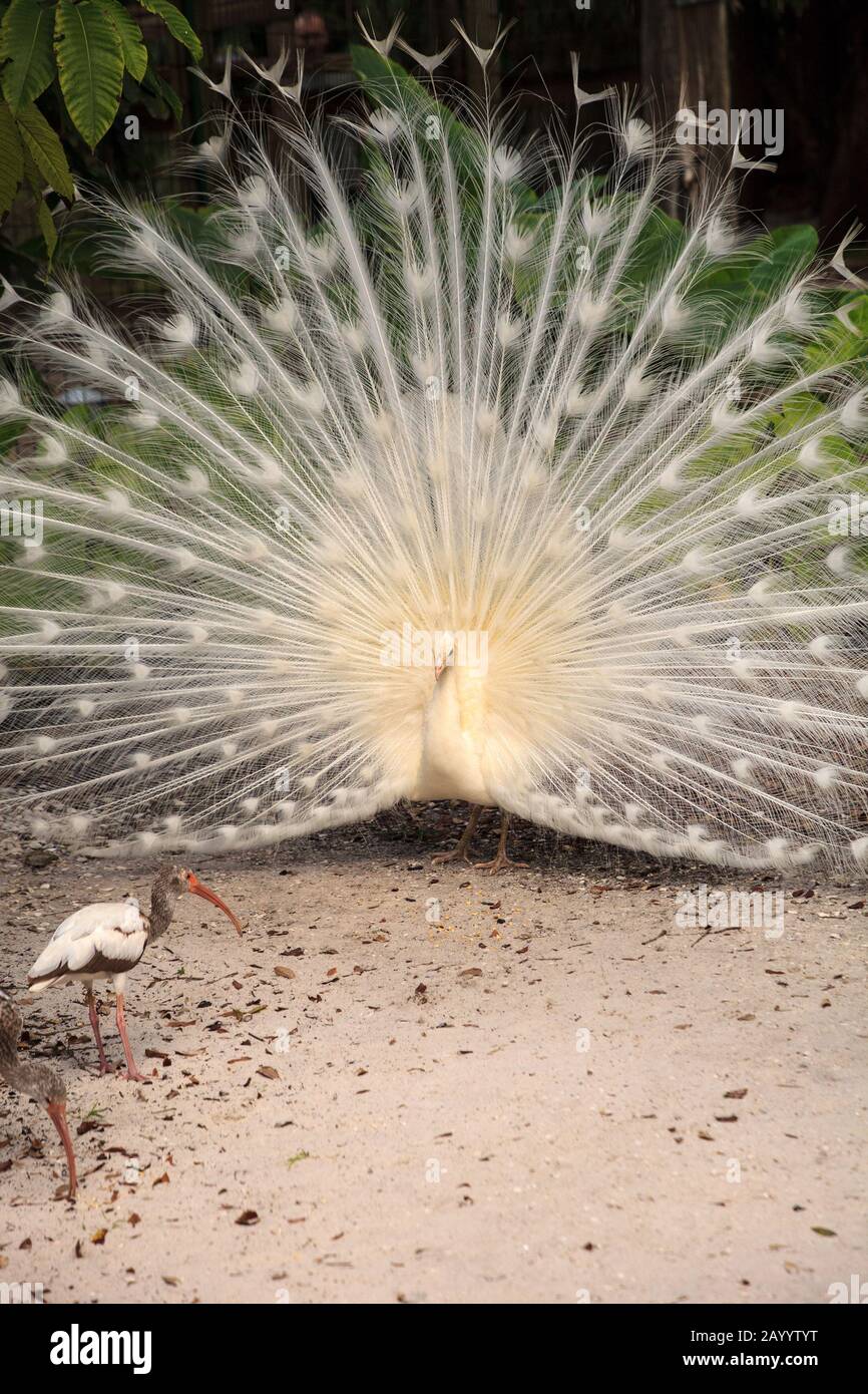 Pavo cristatus mutations hi-res stock photography and images - Alamy