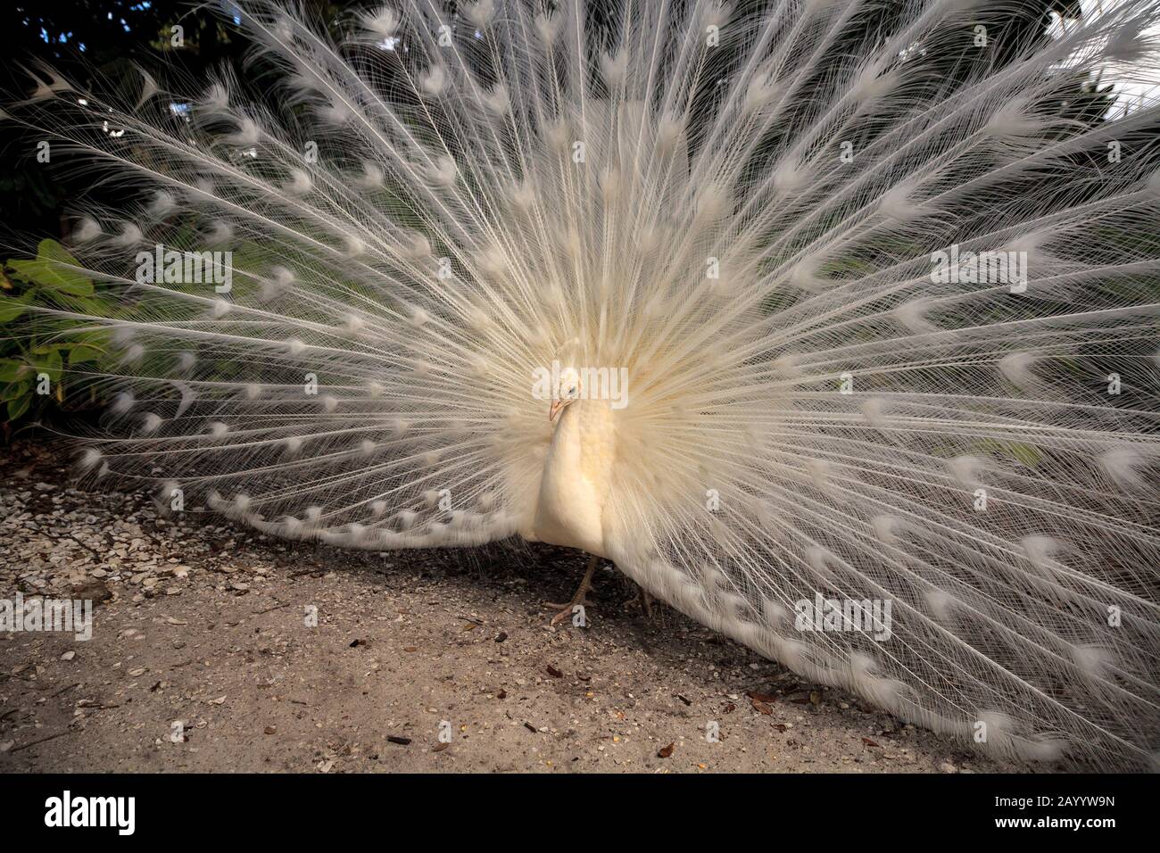 Pavo cristatus mutations hi-res stock photography and images - Alamy