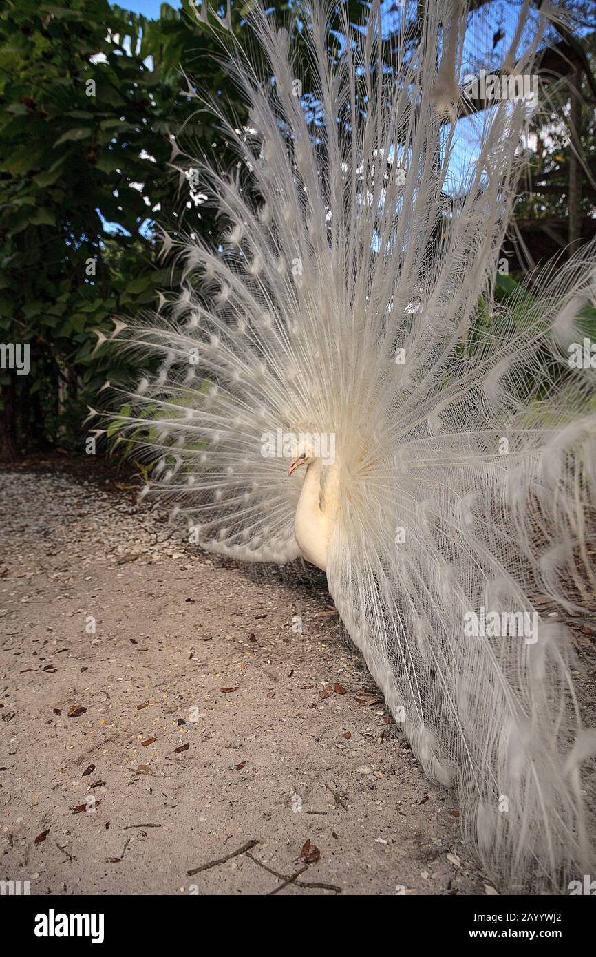Pavo cristatus mutations hi-res stock photography and images - Alamy