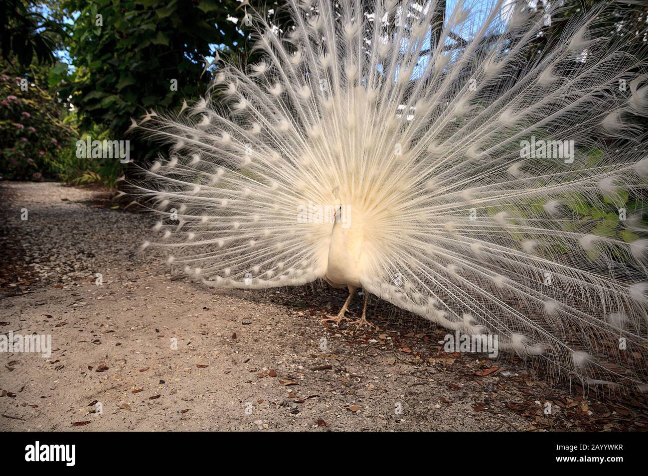 Pavo cristatus mutations hi-res stock photography and images - Alamy