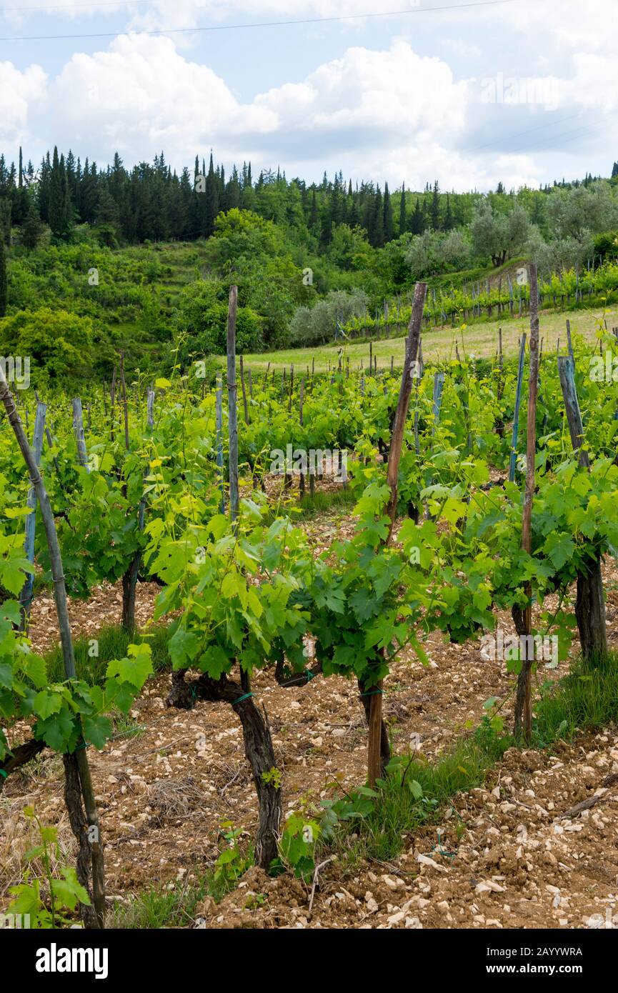 Vineyard above the town of Greve in the Chianti Region of Tuscany ...