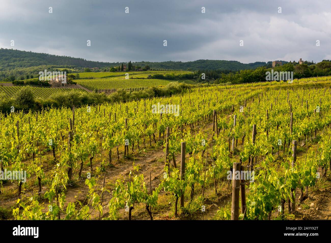 Vineyard in the chianti region hi-res stock photography and images - Alamy