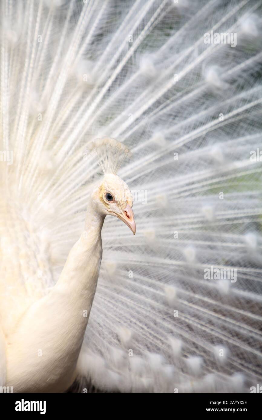 Pavo cristatus mutations hi-res stock photography and images - Alamy
