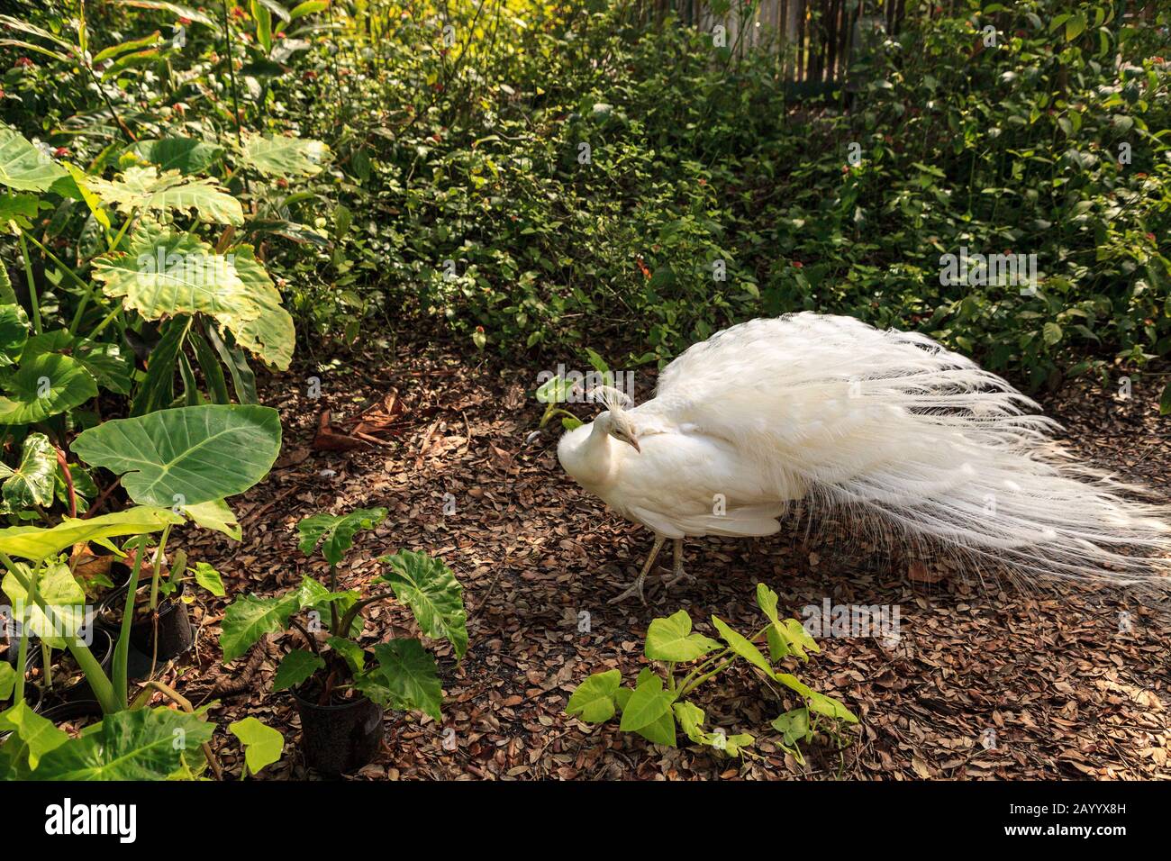 Pavo cristatus mutations hi-res stock photography and images - Alamy