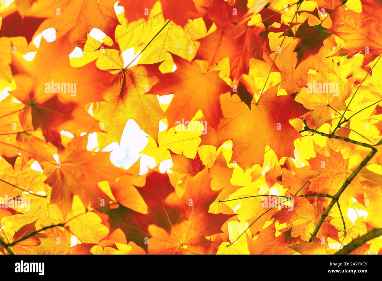 Sugar maple leaves in autumn Stock Photo - Alamy