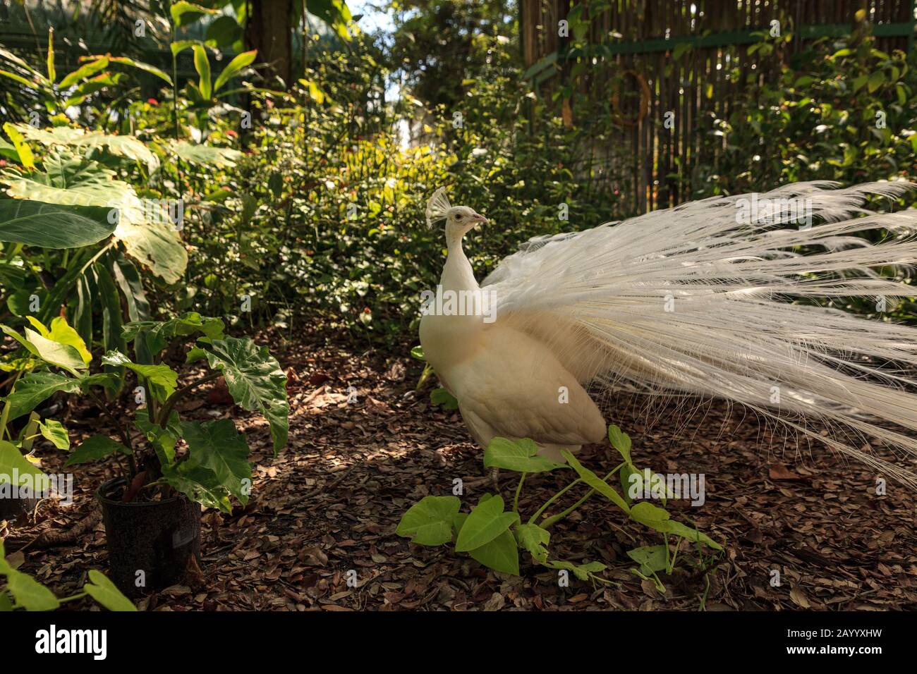 Pavo cristatus mutations hi-res stock photography and images - Alamy