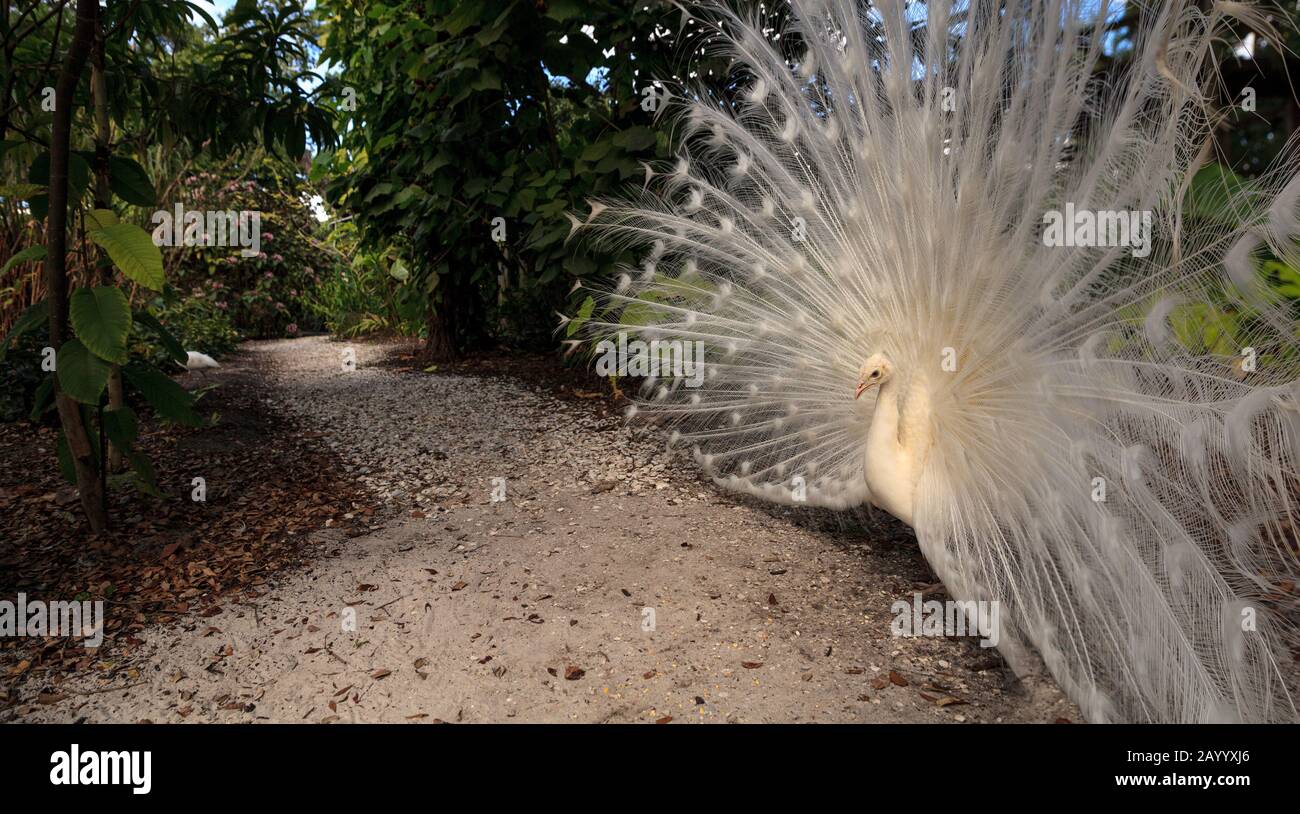 Pavo cristatus mutations hi-res stock photography and images - Alamy