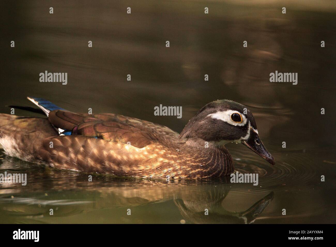 Brown female wood duck Aix sponsa in Bonita Springs, Florida Stock ...