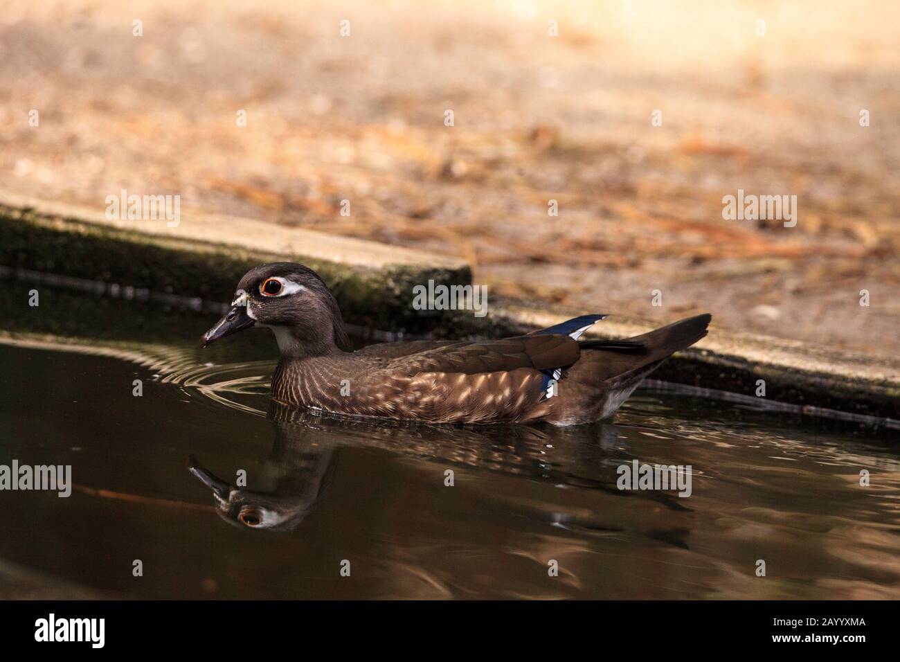Brown female wood duck Aix sponsa in Bonita Springs, Florida Stock ...