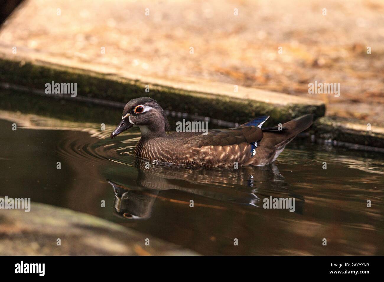 Brown female wood duck Aix sponsa in Bonita Springs, Florida Stock ...