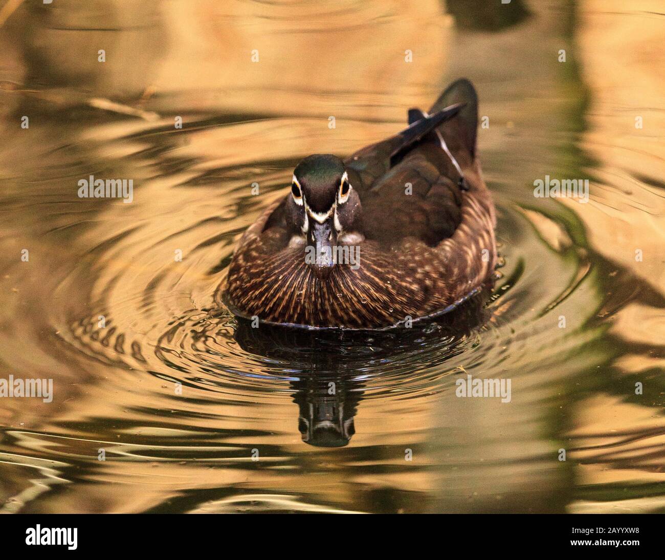 Brown female wood duck Aix sponsa in Bonita Springs, Florida Stock ...