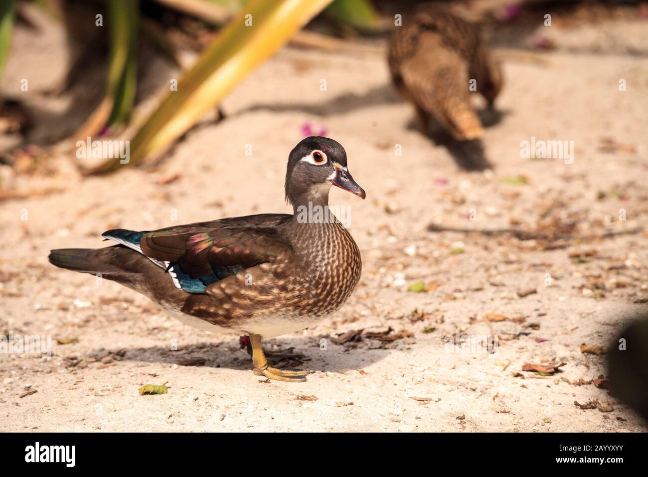 Brown female wood duck Aix sponsa in Bonita Springs, Florida Stock ...