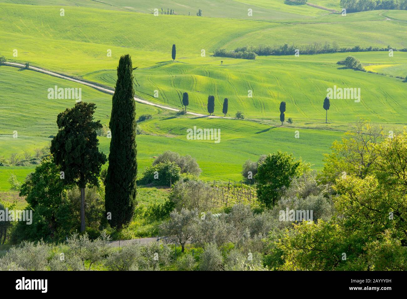 View of the Val d'Orcia with Italian cypress trees (Cupressus ...