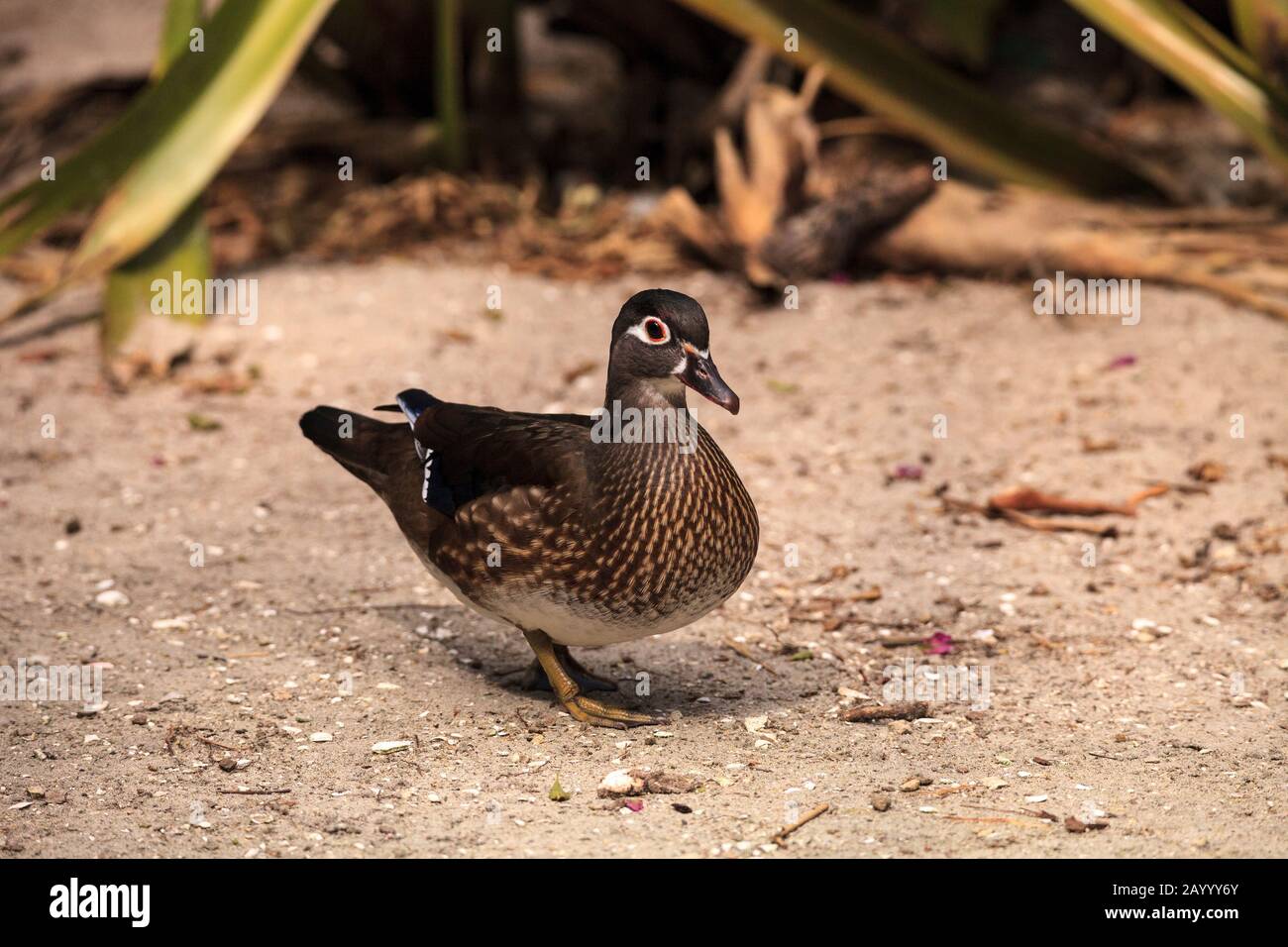 Brown female wood duck Aix sponsa in Bonita Springs, Florida Stock ...