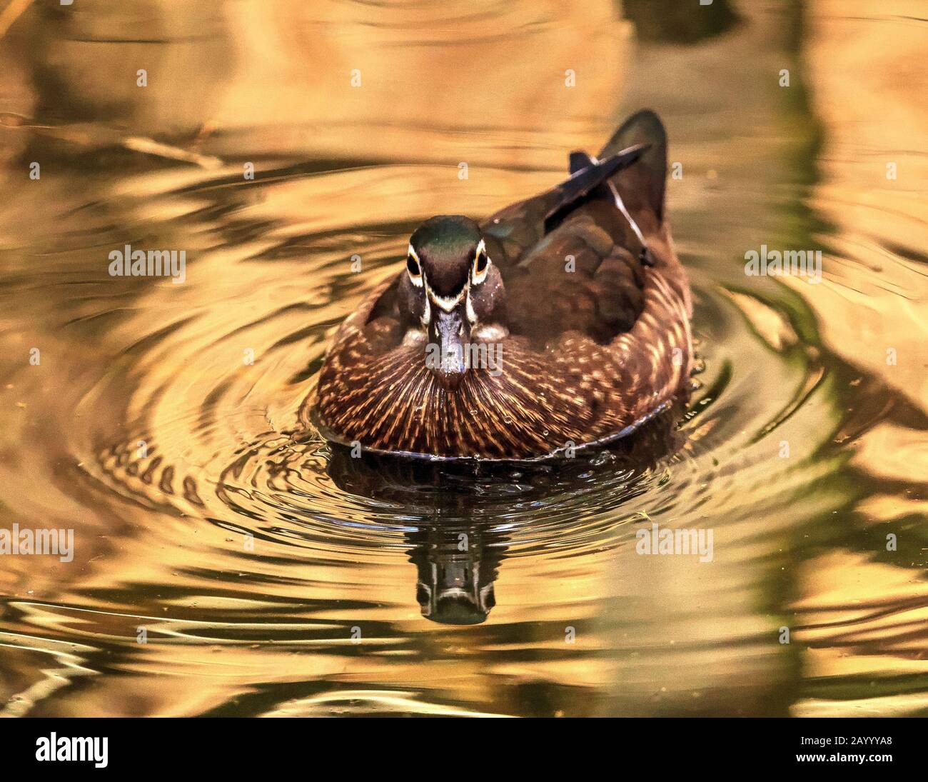 Brown female wood duck Aix sponsa in Bonita Springs, Florida Stock ...