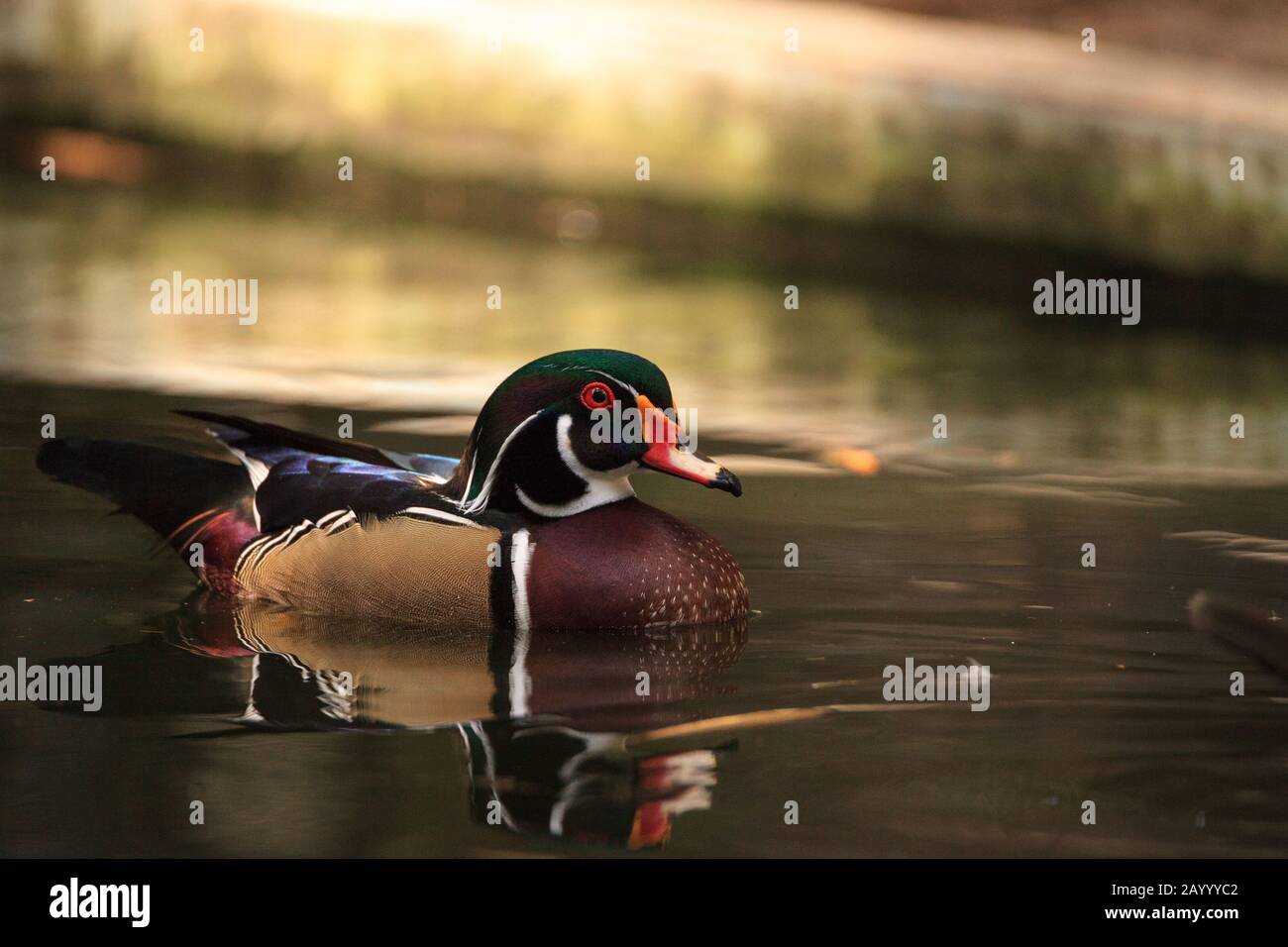 Bright male wood duck Aix sponsa in Bonita Springs, Florida Stock Photo ...
