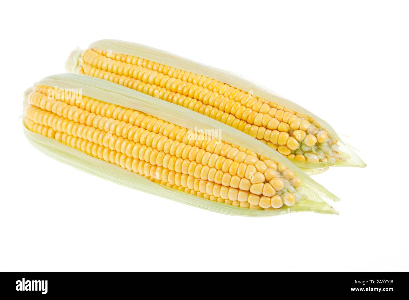 The close-up of corn, white background Stock Photo - Alamy