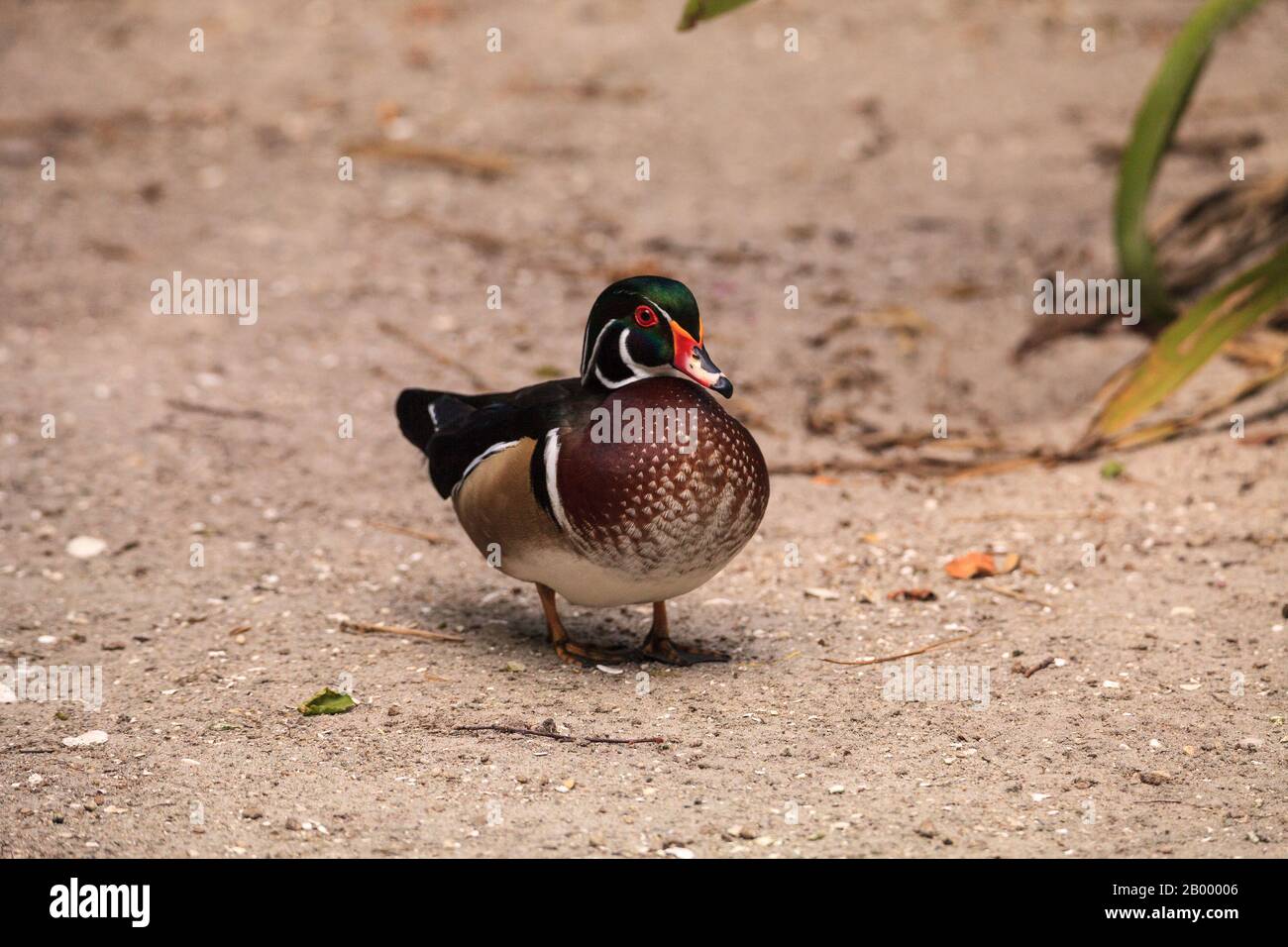 Bright male wood duck Aix sponsa in Bonita Springs, Florida Stock Photo ...