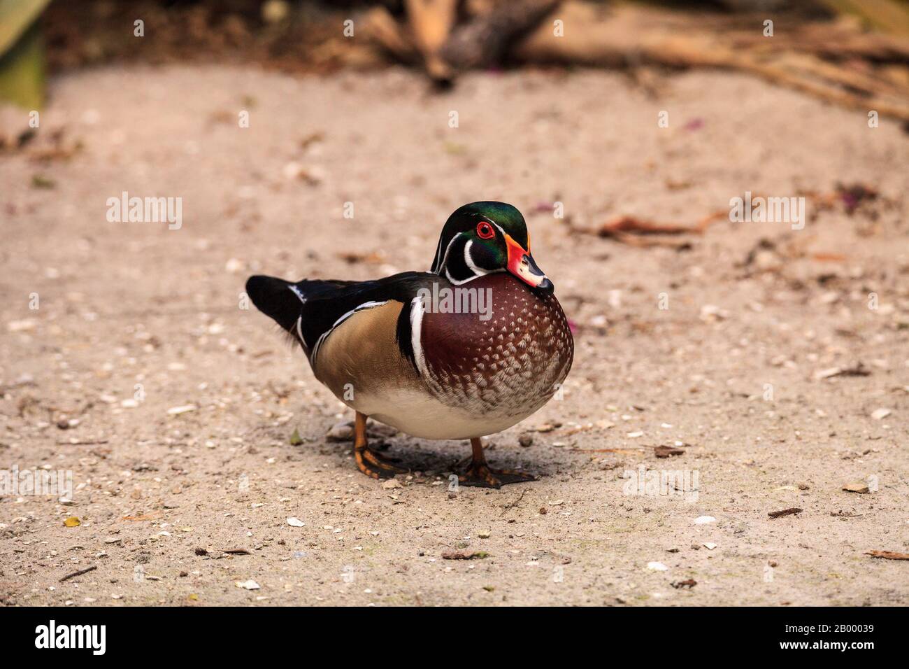 Bright male wood duck Aix sponsa in Bonita Springs, Florida Stock Photo ...