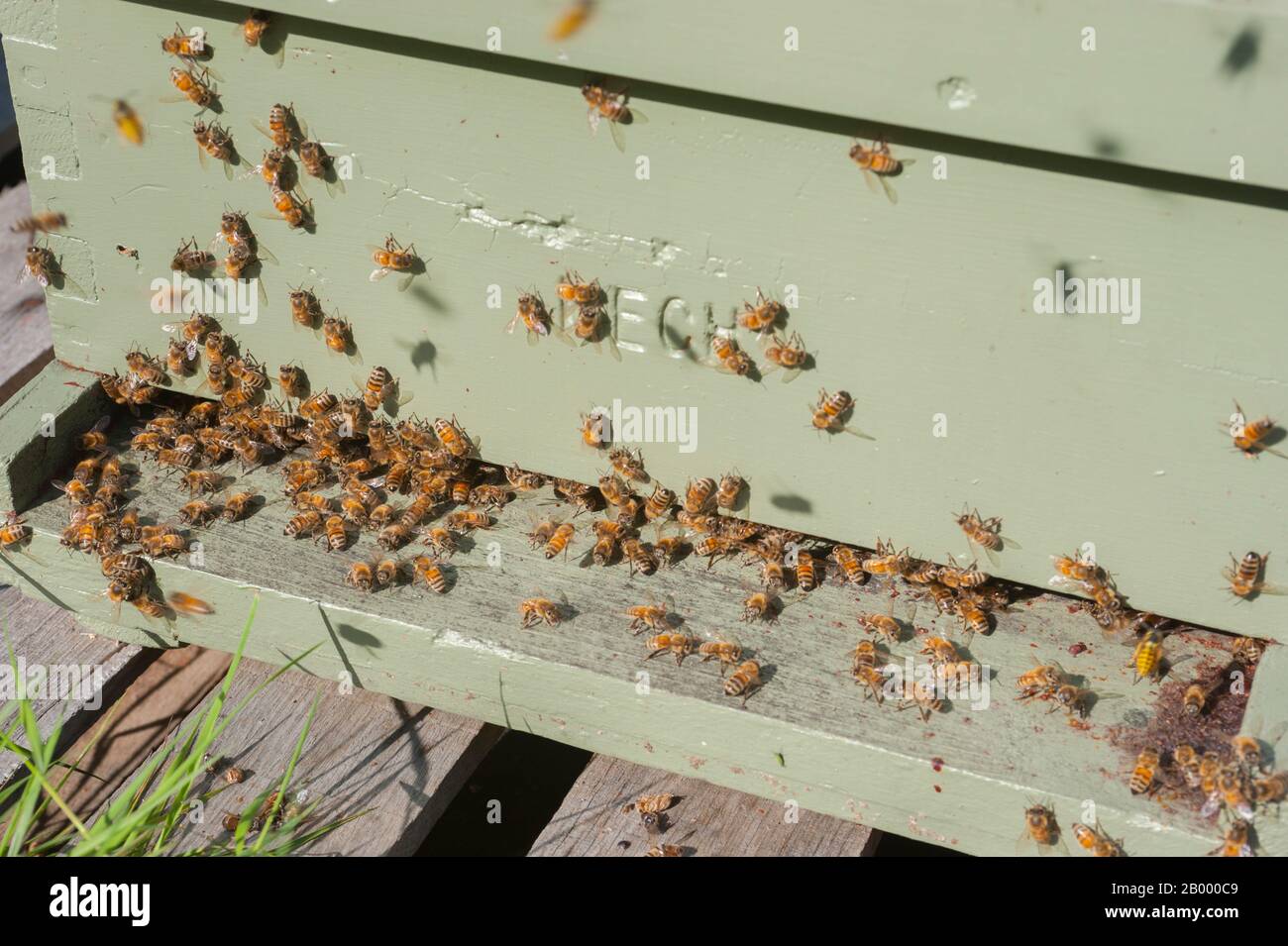 Honey bees at the entrance to a bee hive in the Carnation Valley near ...
