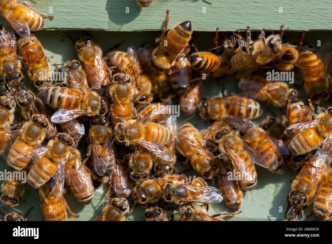 Bee state hive hi-res stock photography and images - Alamy