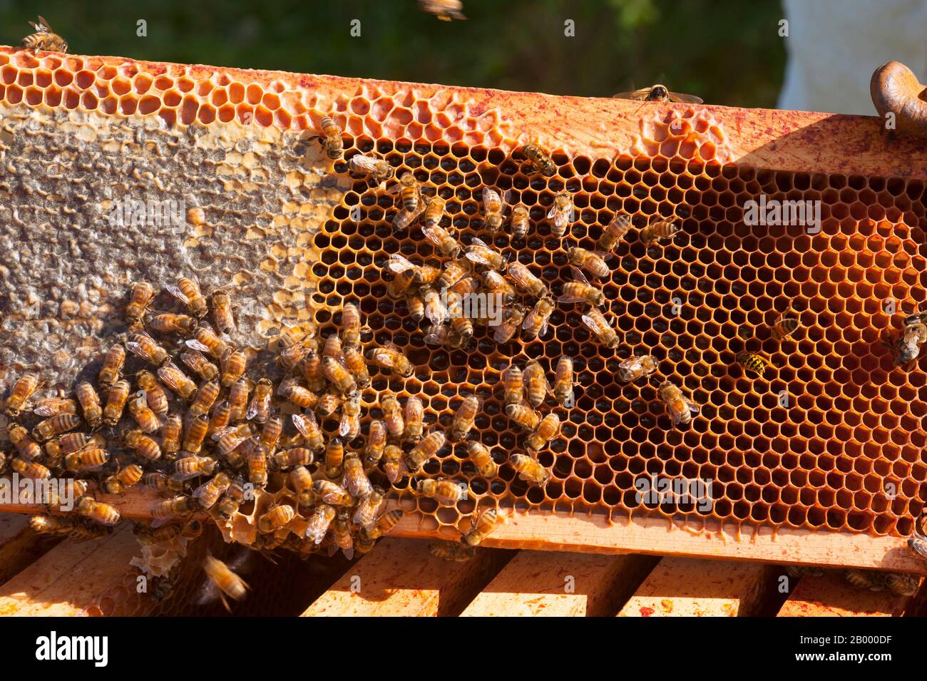 Honey bees on a bee hive in the Carnation Valley near Fall City ...