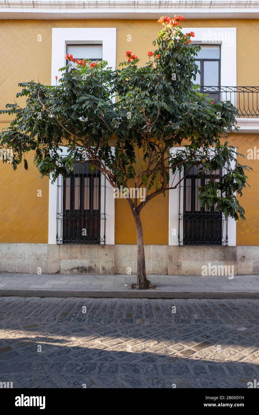 Traditional coloured houses and buildings of Oaxaca in Mexico Stock ...