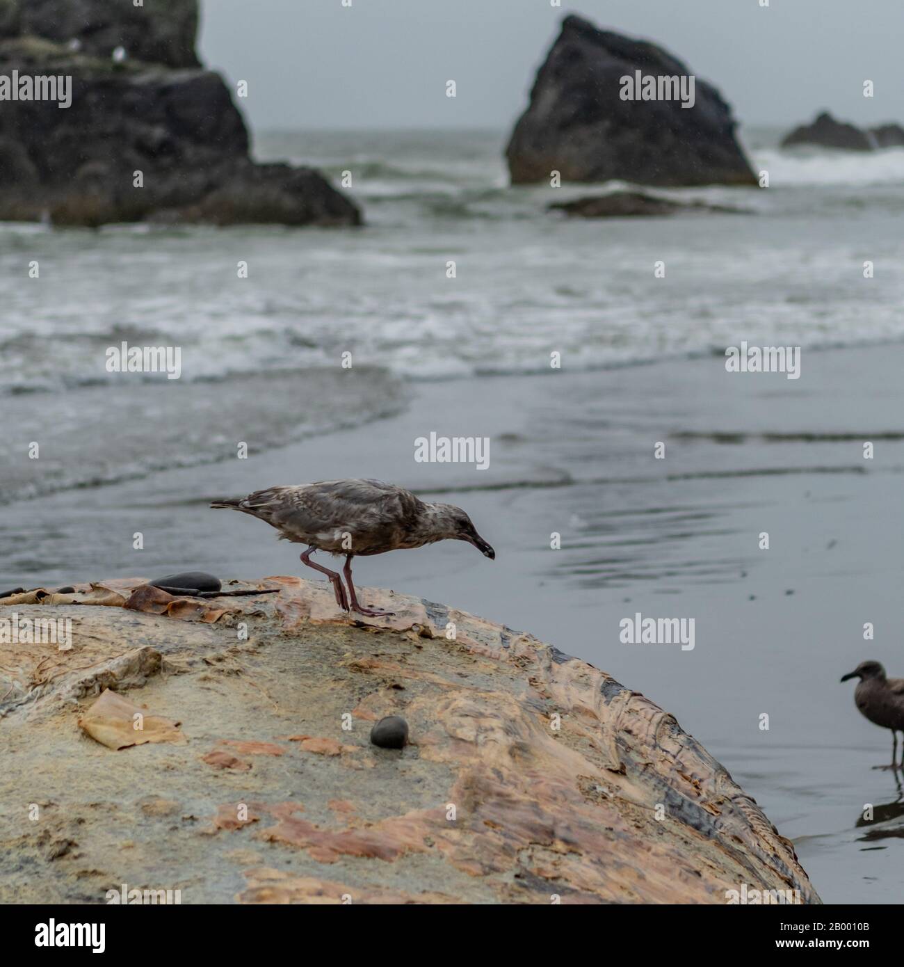 Olympic gull hi-res stock photography and images - Alamy