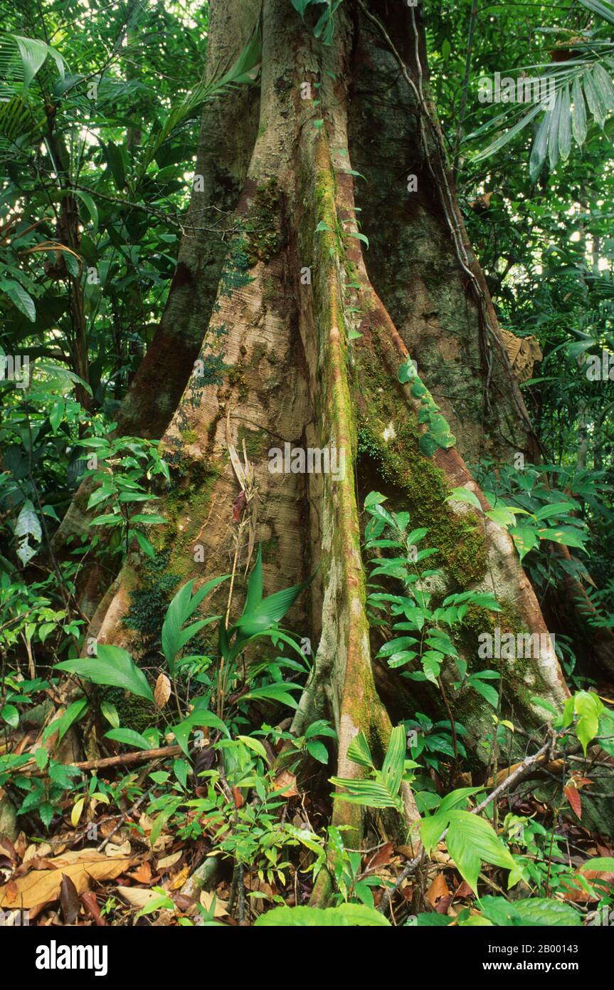 A tree with buttress roots in the rain forest at Marenco Biological ...