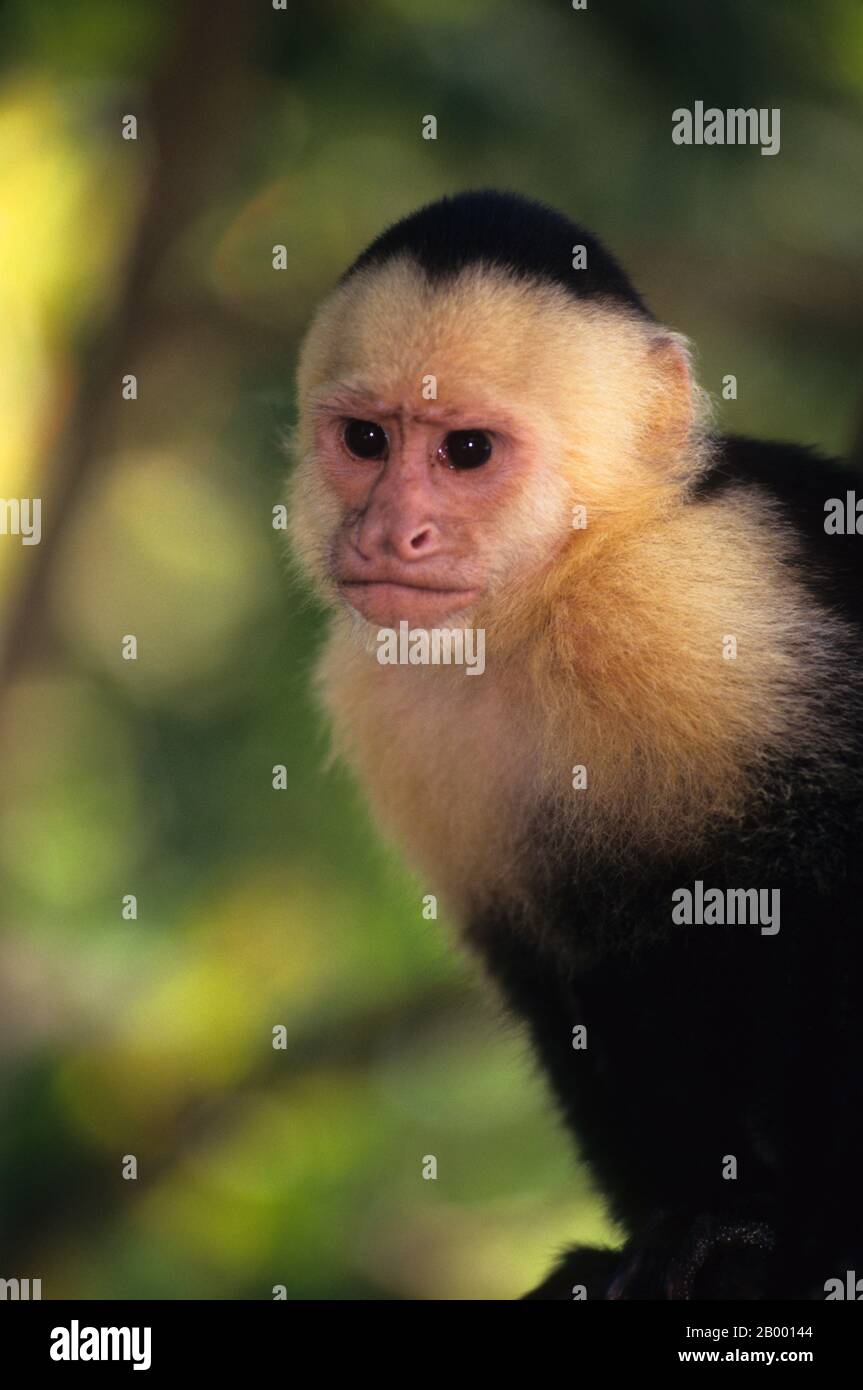 Close-up of a white-faced capuchin (Cebus capucinus) monkey on a tree ...