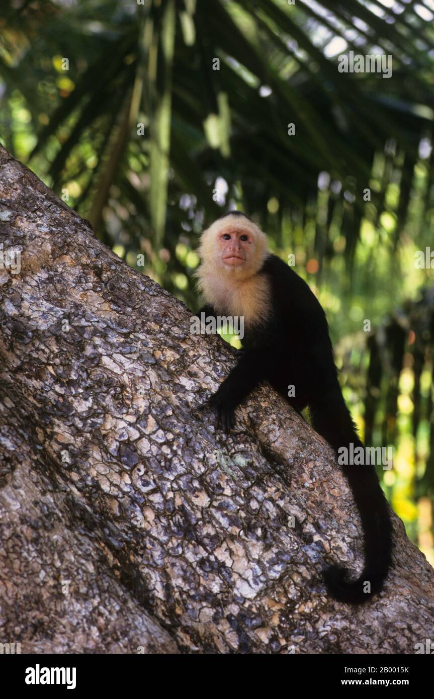 A white-faced capuchin (Cebus capucinus) monkey on a tree in the ...