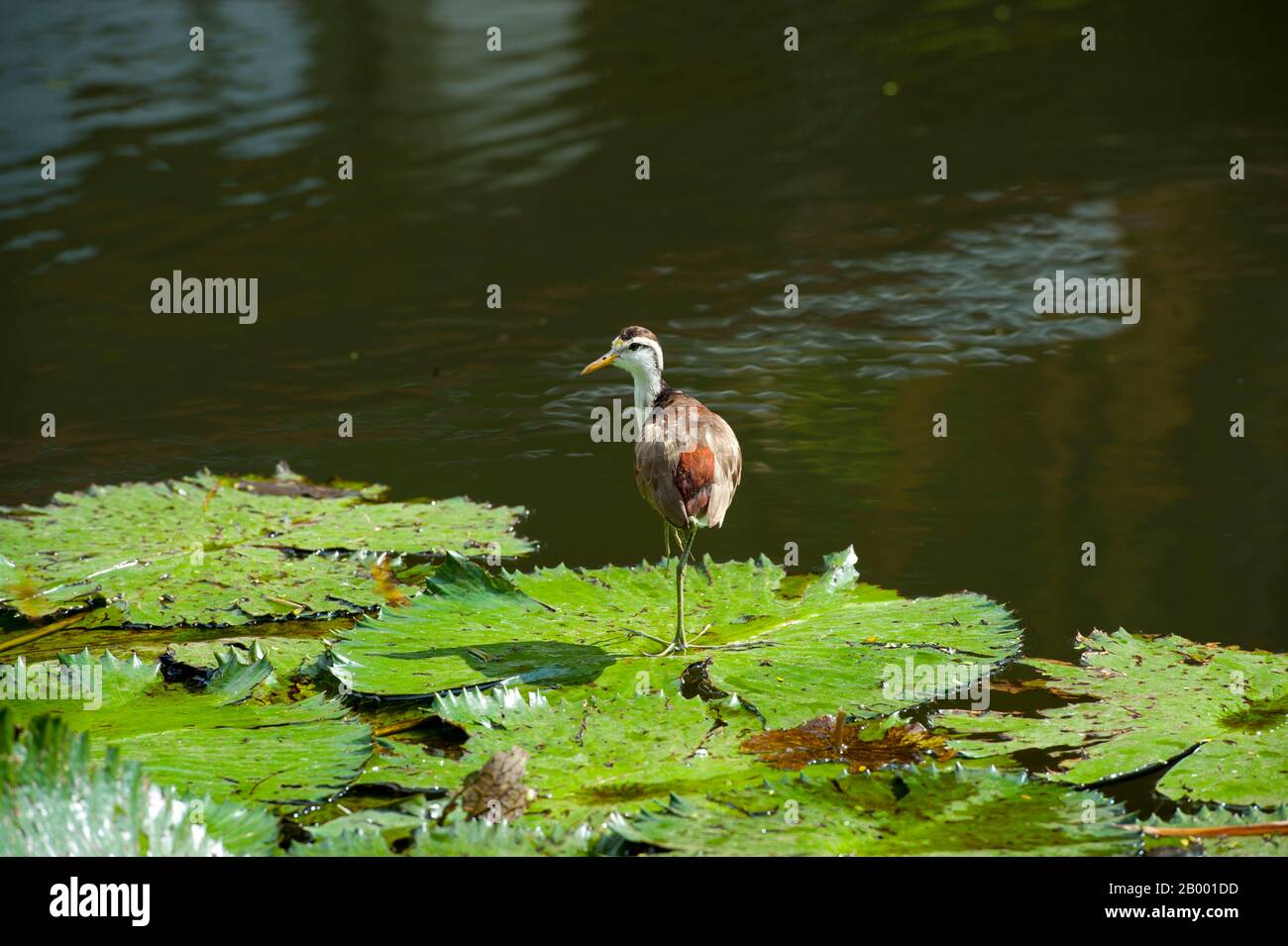 American jacana costa rica hi-res stock photography and images - Alamy