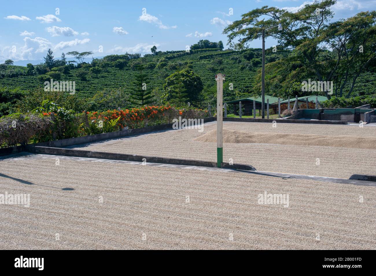 Doka coffee plantation hi-res stock photography and images - Alamy
