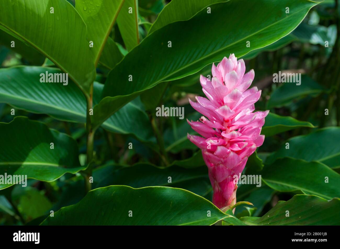 Ginger flower costa rica hi-res stock photography and images - Alamy