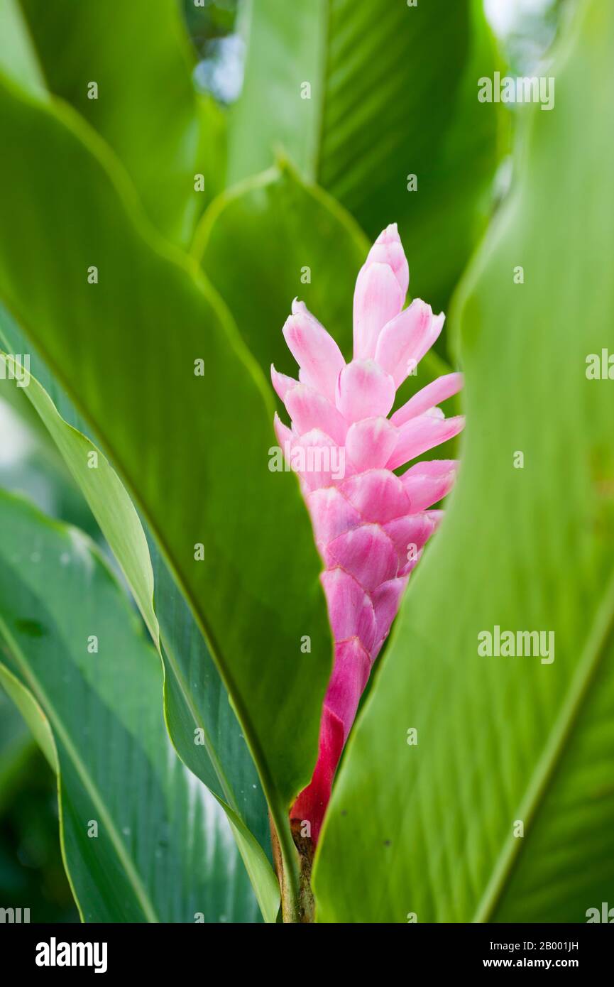 Ginger flower costa rica hi-res stock photography and images - Alamy